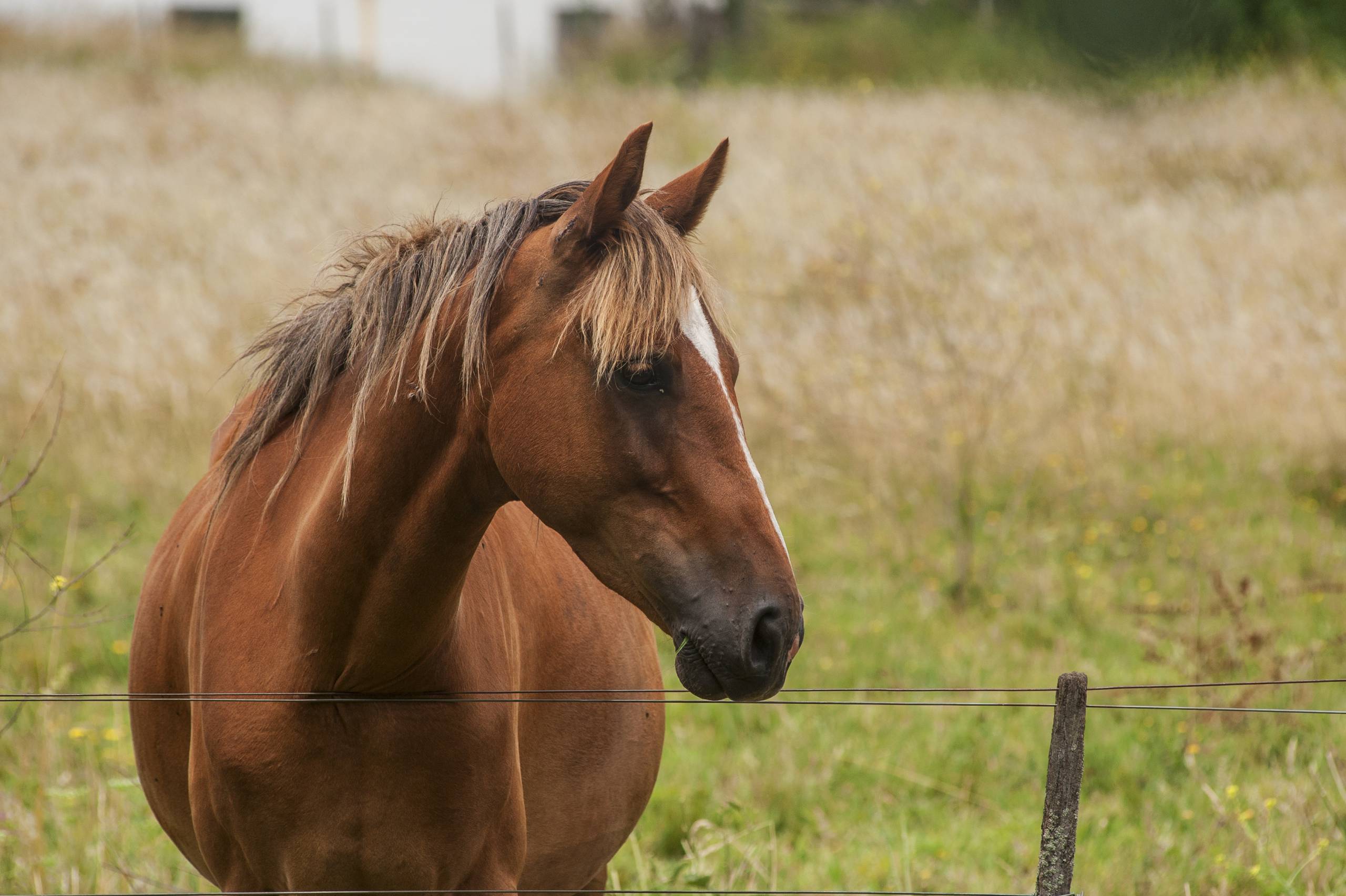 Acheter ou louer un cheval de qualité en Andalousie : à la découverte ...