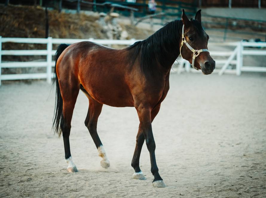 Venta de yeguas: Encuentra la yegua perfecta con nuestra amplia ...