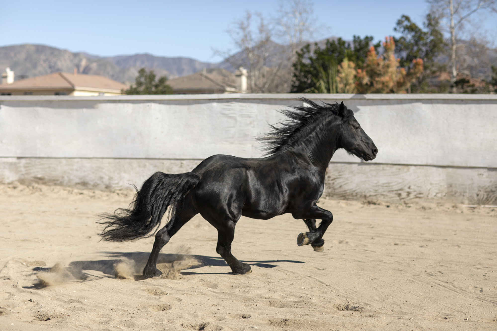 Comprar caballos PRE: la elegancia y nobleza en un solo equino ...